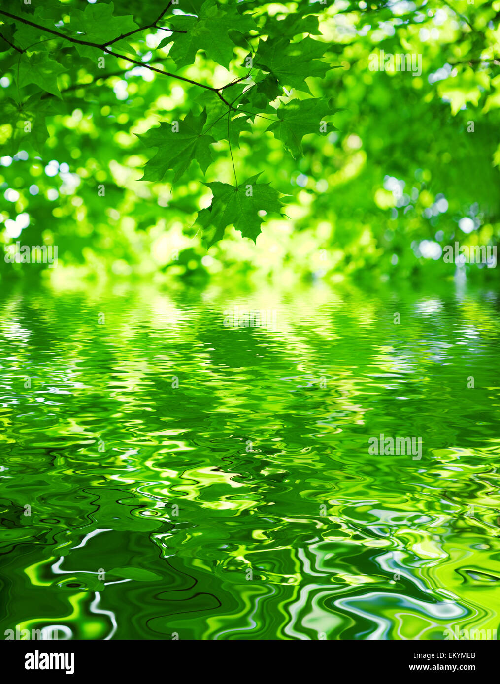 foliage of mapple on a blurry background of foliage Stock Photo - Alamy