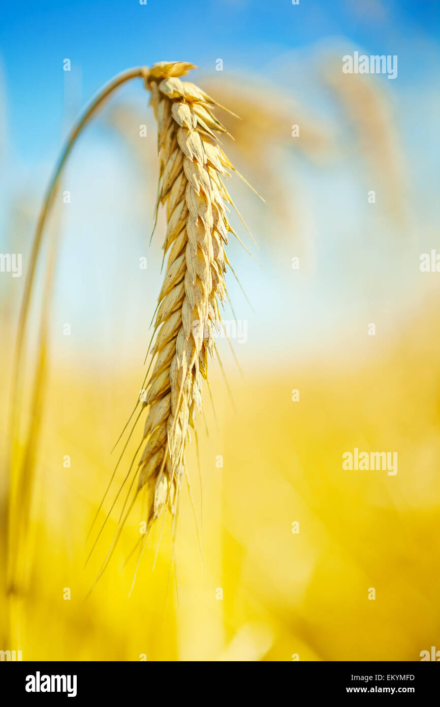 close up of wheat plant Stock Photo - Alamy