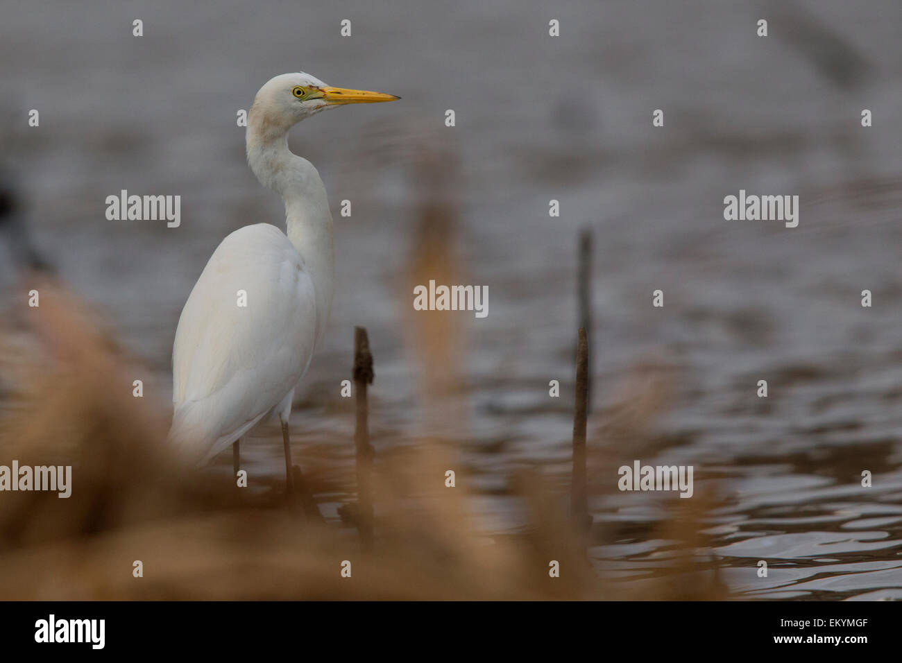 Intermediate Egret, Santiago, Cape Verde (Egretta intermedia Stock ...