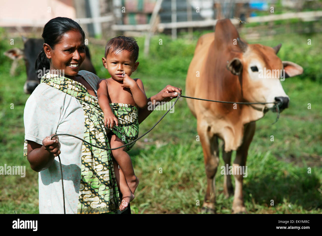 Cow aceh hi-res stock photography and images - Alamy