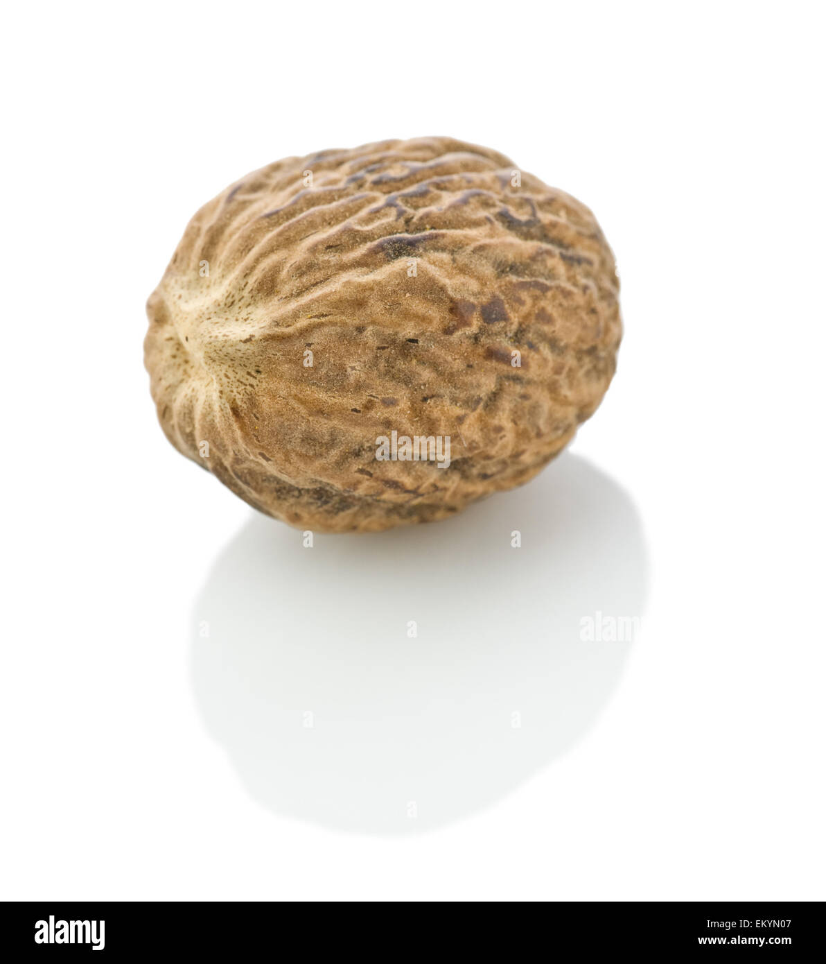 Full length nutmeg Cut Out Stock Images & Pictures - Alamy