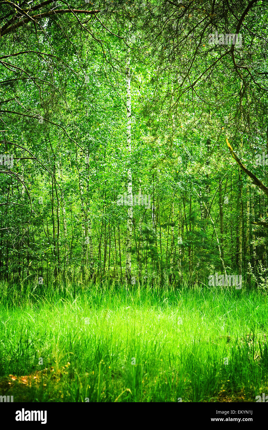 Deep woods in summer hi-res stock photography and images - Alamy
