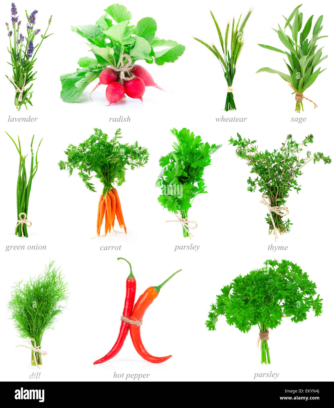 Vegetable collection hi-res stock photography and images - Alamy