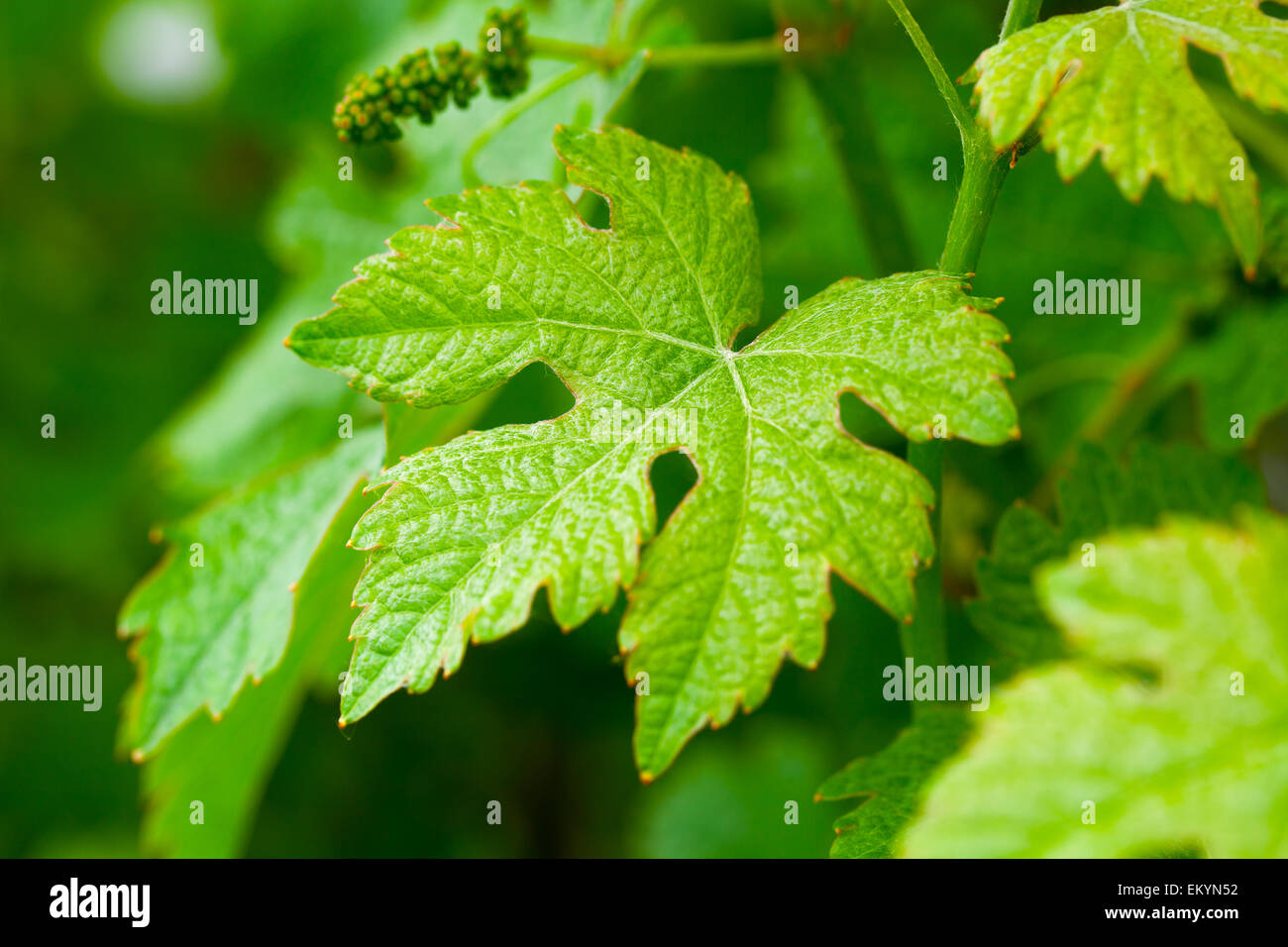 green vine leaf Stock Photo - Alamy