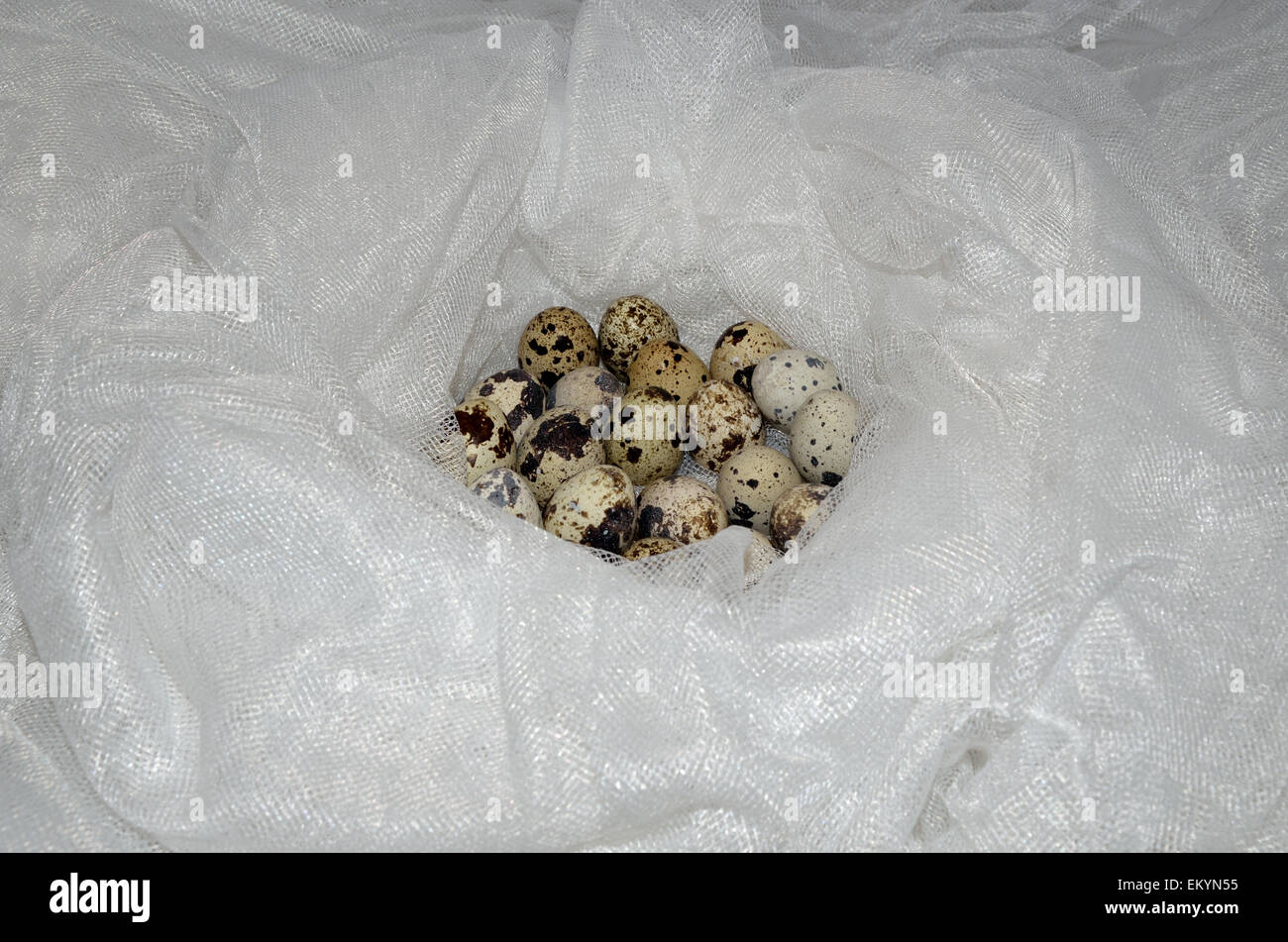 Quail eggs in a white artificial nest Stock Photo - Alamy