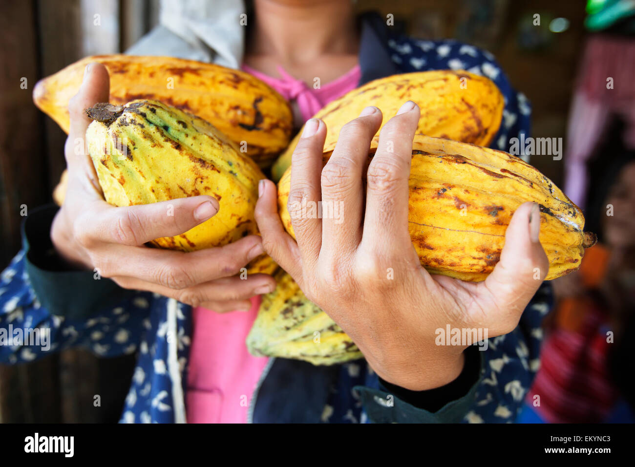 Growing cocoa is one of the major agricultural activities of Nias ...