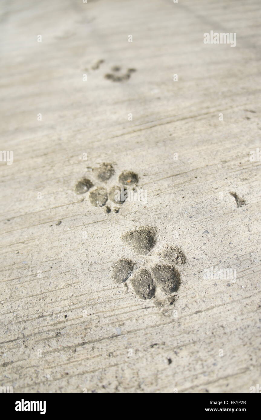 Animal foot prints hi-res stock photography and images - Alamy