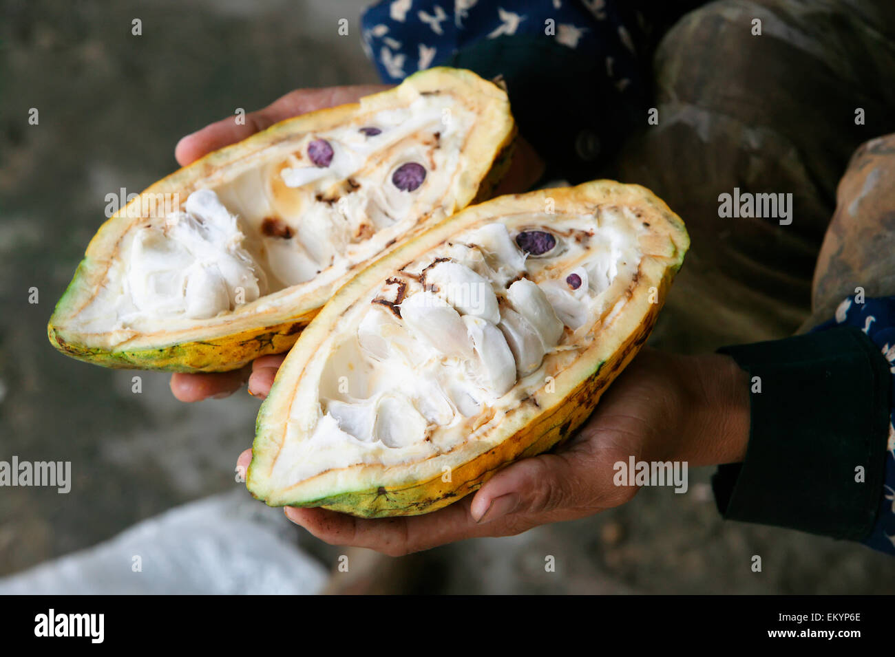 Growing and chopping cocoa is one of the major agricultural activities ...