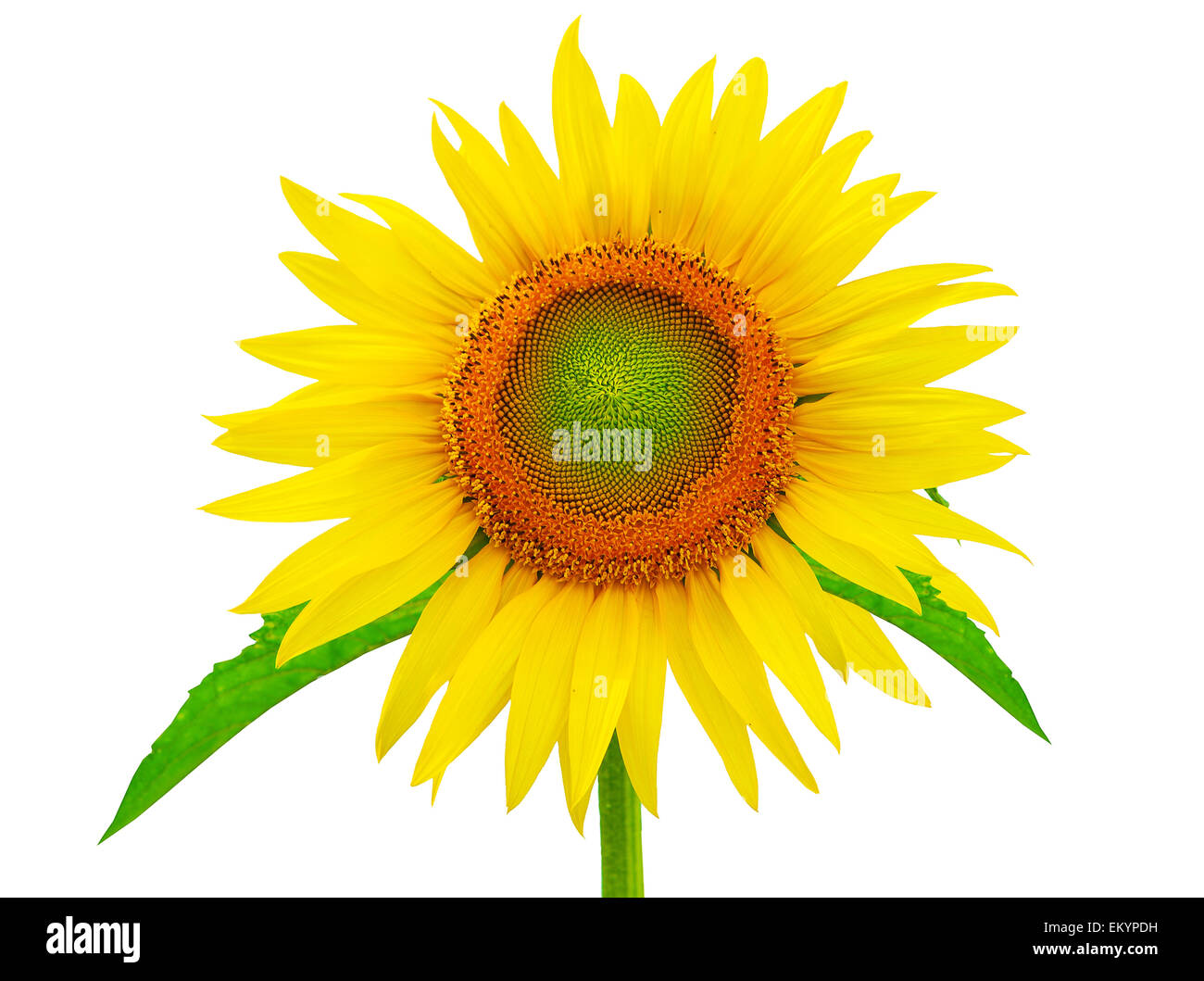 a sunflower isolated Stock Photo - Alamy