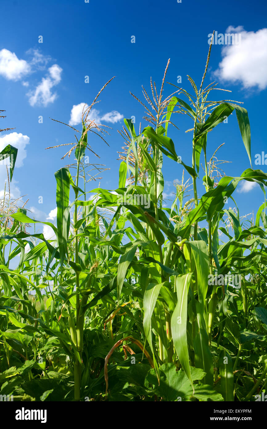 plants of green corn Stock Photo - Alamy