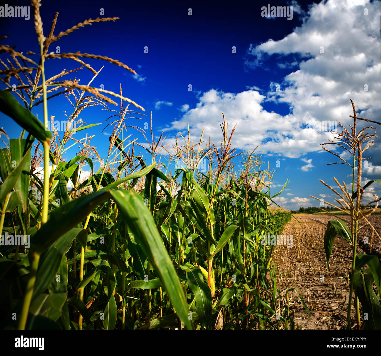 dark corn field Stock Photo - Alamy