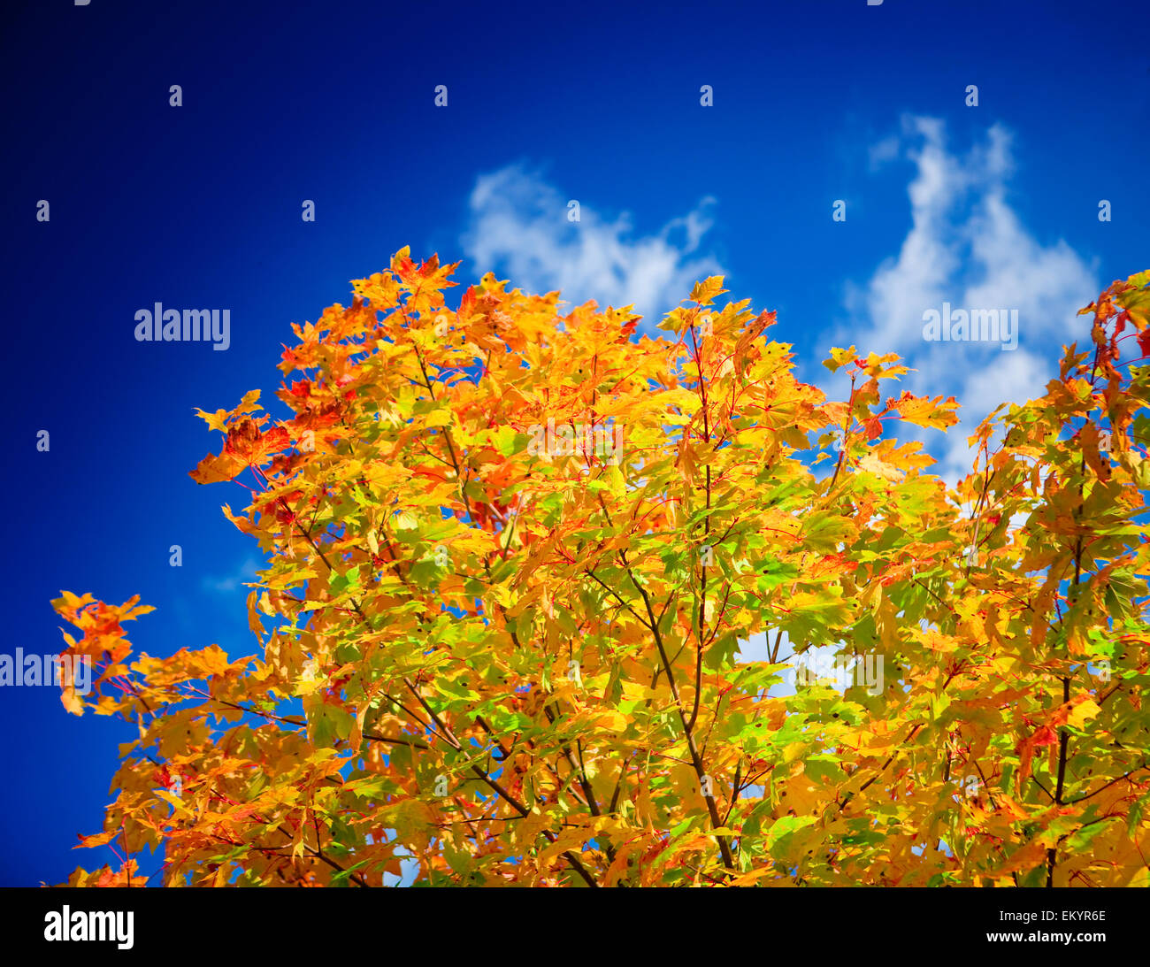 colored autumn tree Stock Photo - Alamy