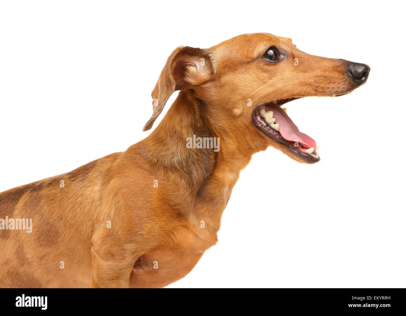 Dachshund dog yelling Stock Photo - Alamy