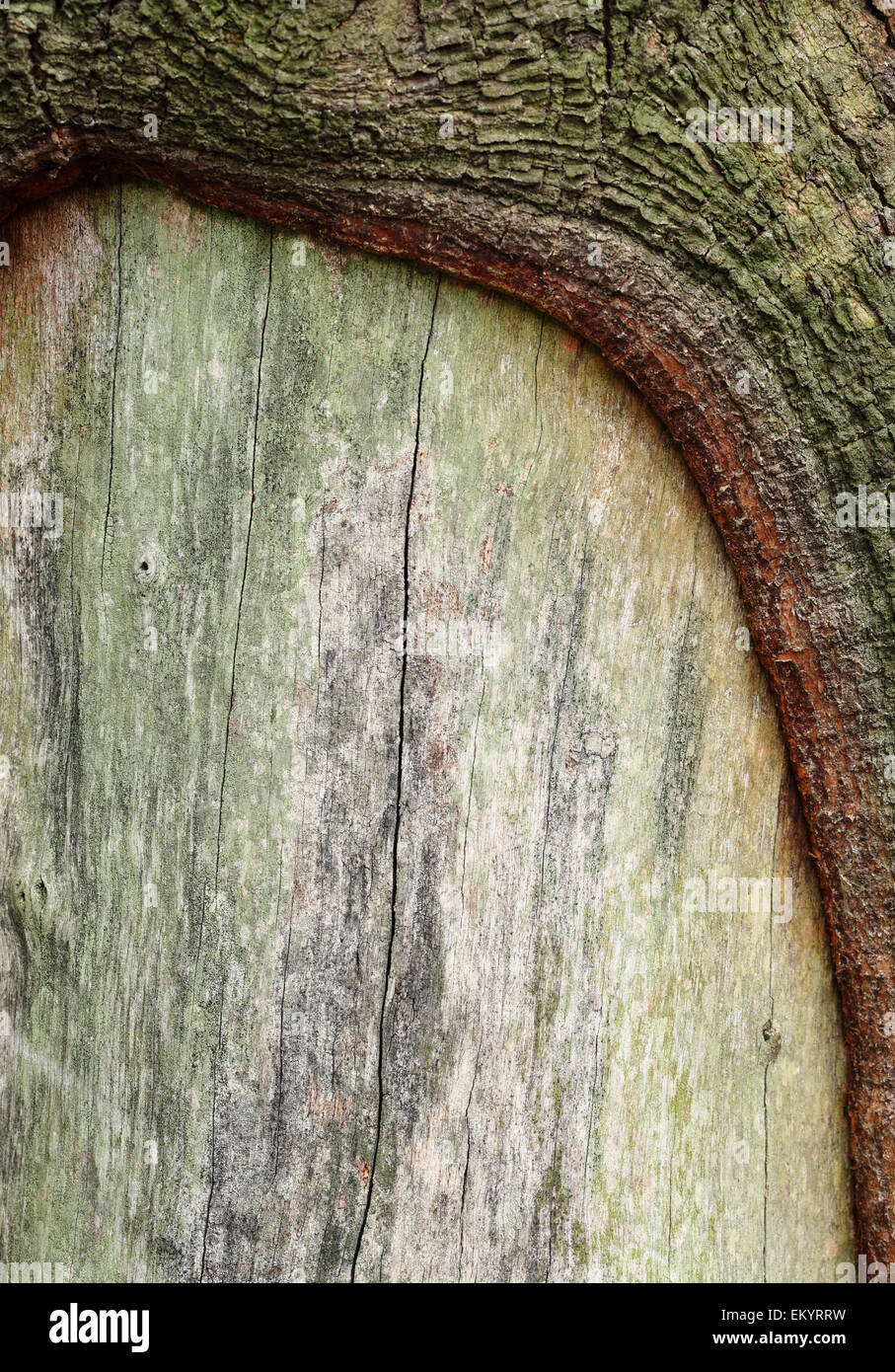 Texture of tree stump Stock Photo - Alamy