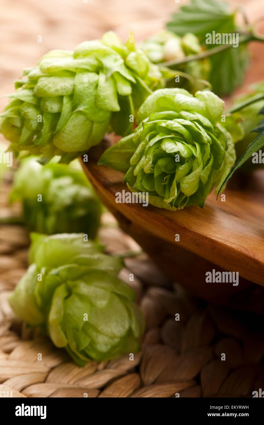 Hop cone and leaves Stock Photo - Alamy