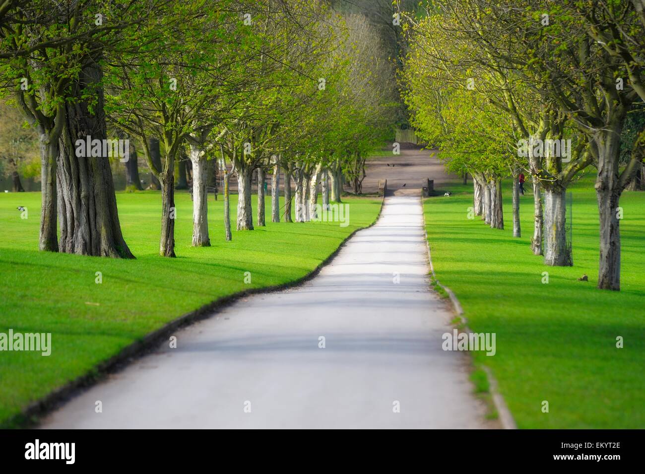 Uk park path tree hi-res stock photography and images - Alamy