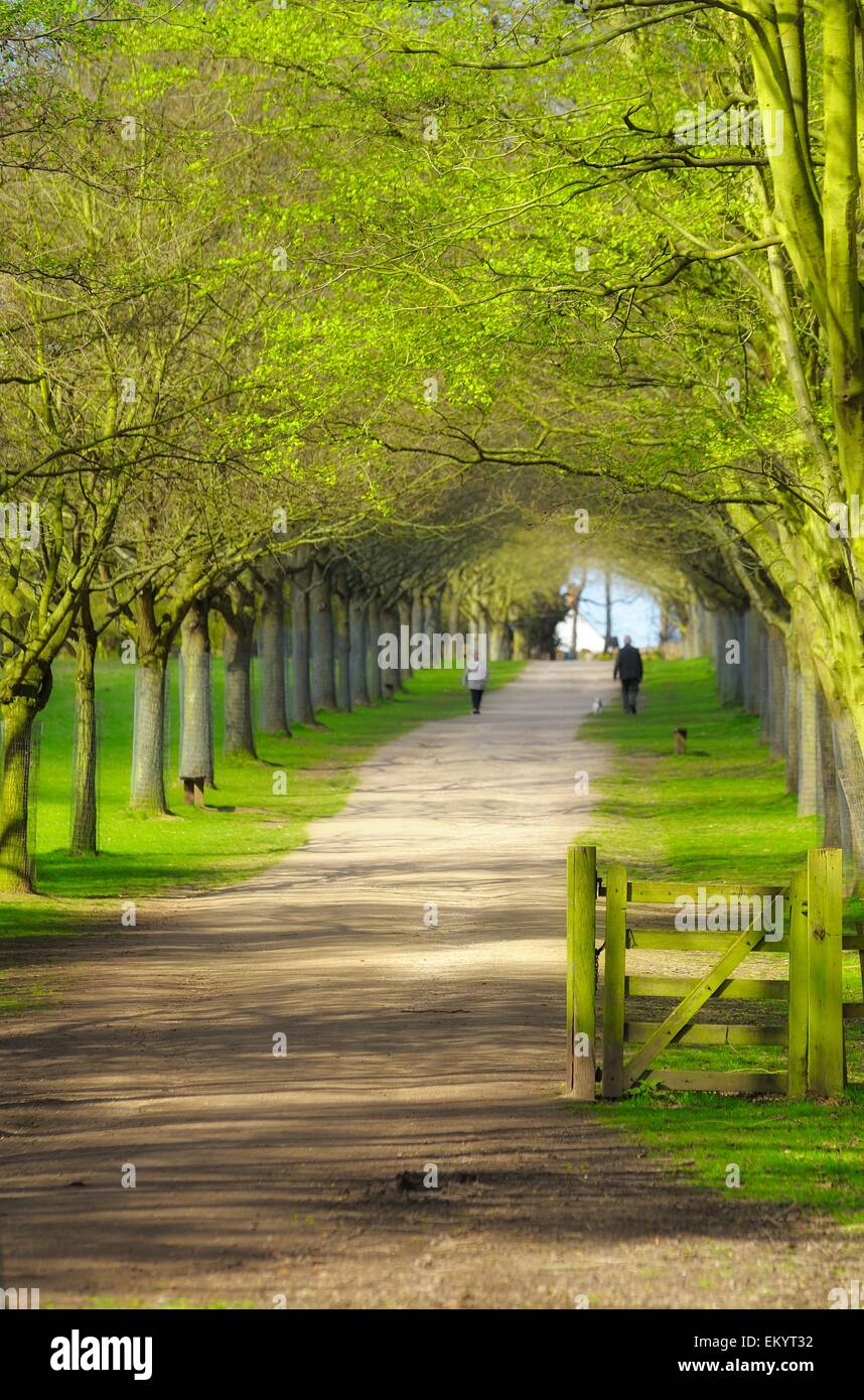 Uk park path tree hi-res stock photography and images - Alamy