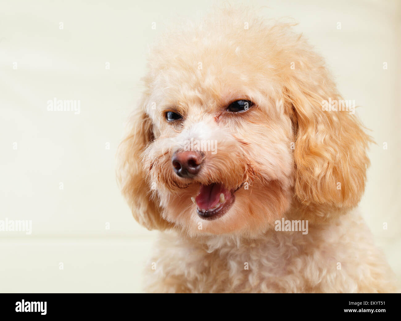 Dog poodle smile Stock Photo - Alamy