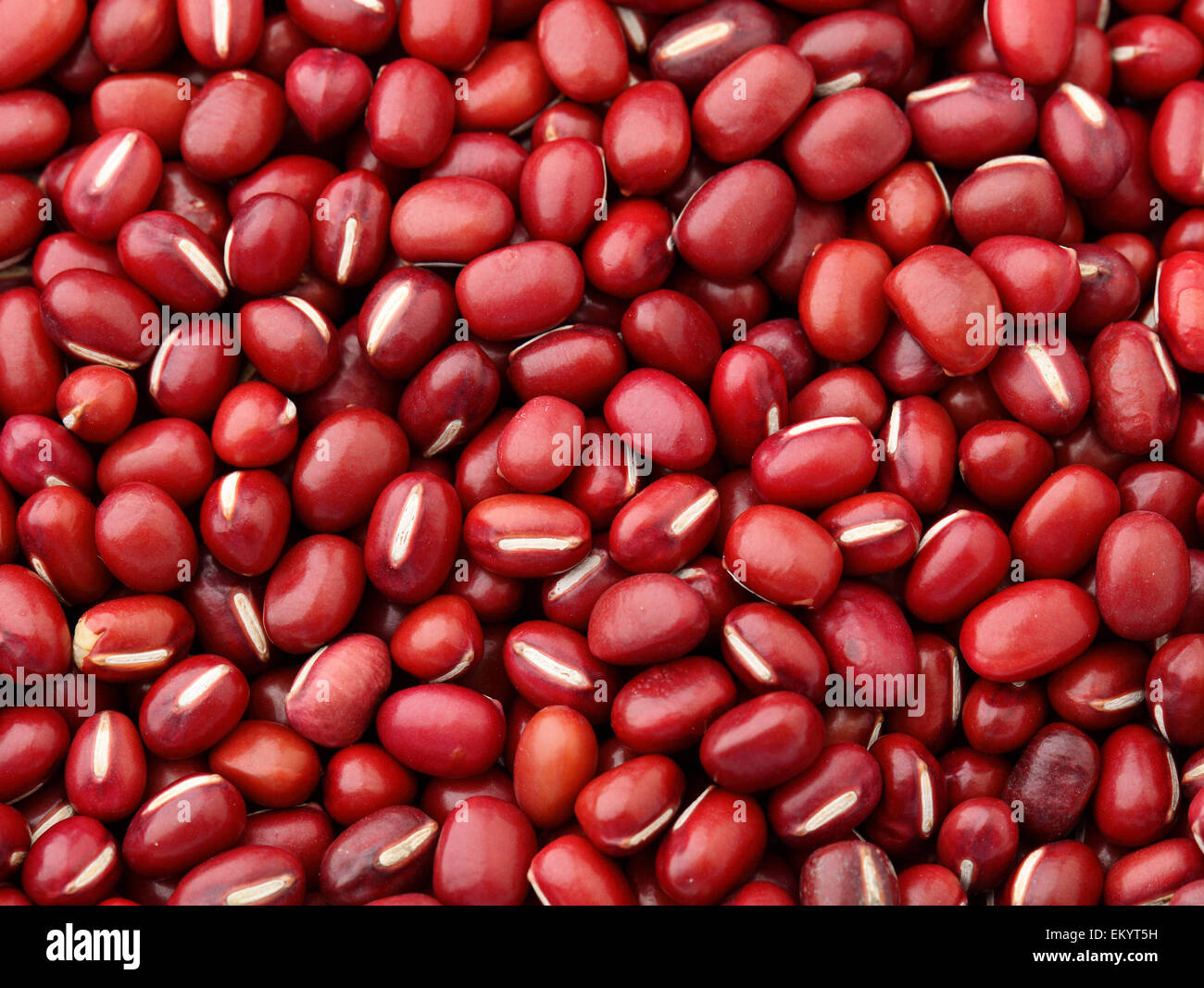 Adzuki Red Bean close up Stock Photo - Alamy