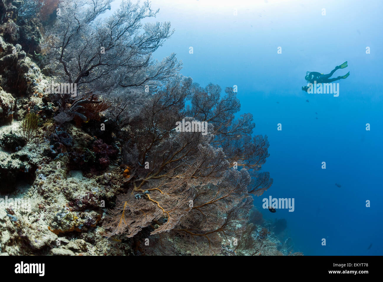 Diving on the reef with sea fans, Hickson's giant fan coral ...