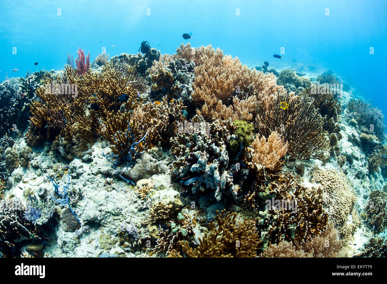 Coral reef at Menjangan, Bali, Indonesia island Stock Photo - Alamy