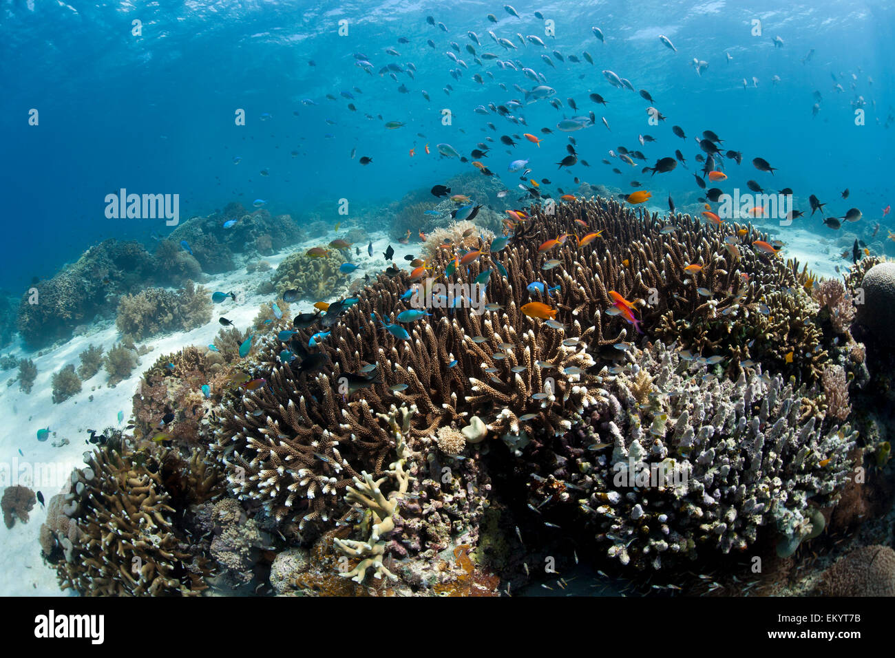 Fish bali coral hi-res stock photography and images - Alamy