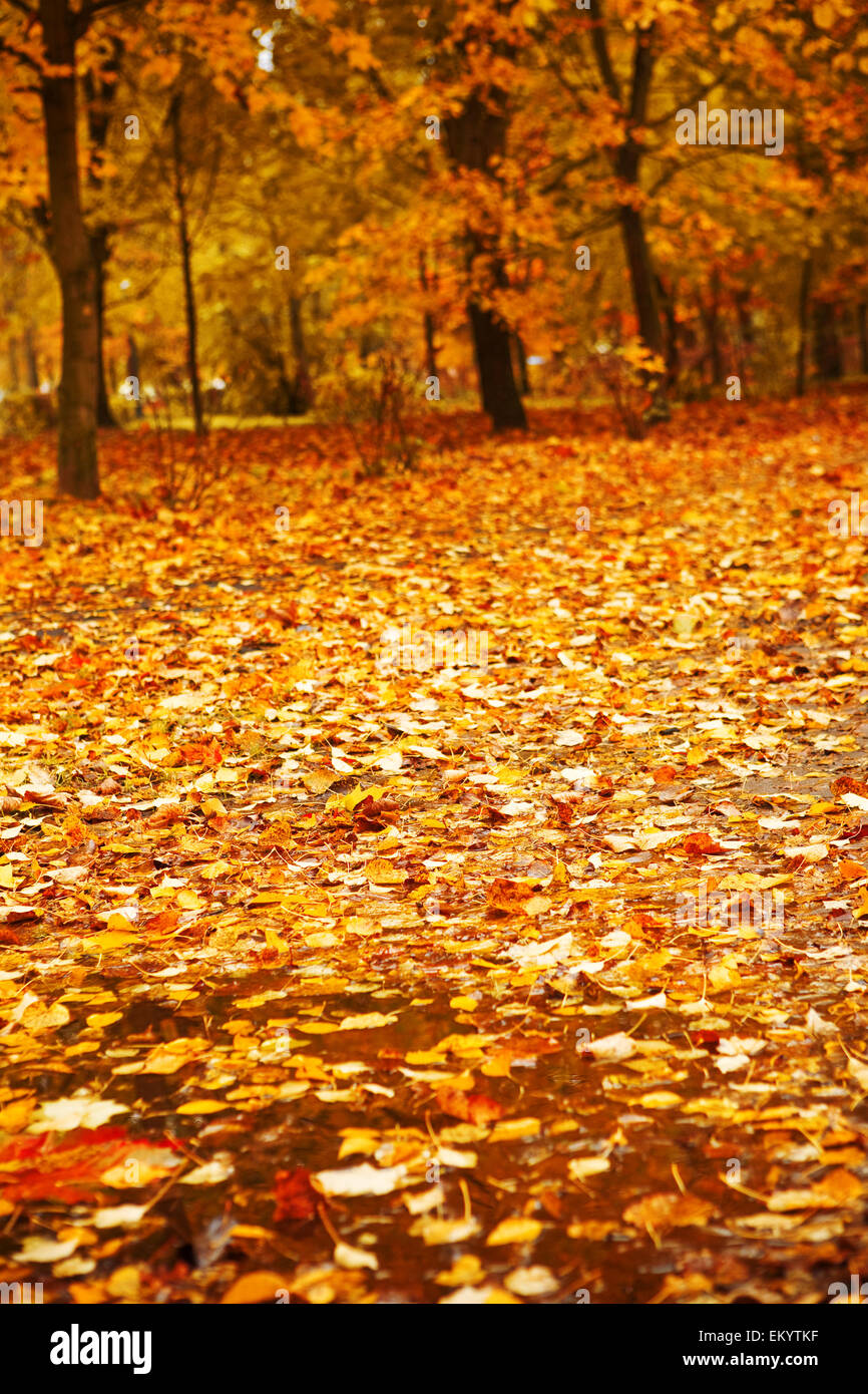 Autumn park after a rain Stock Photo - Alamy
