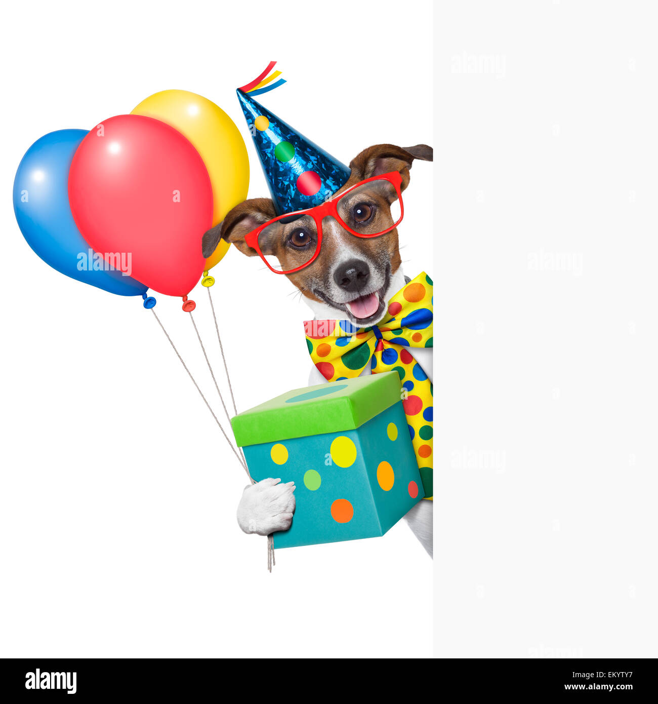Birthday dog hi-res stock photography and images - Alamy