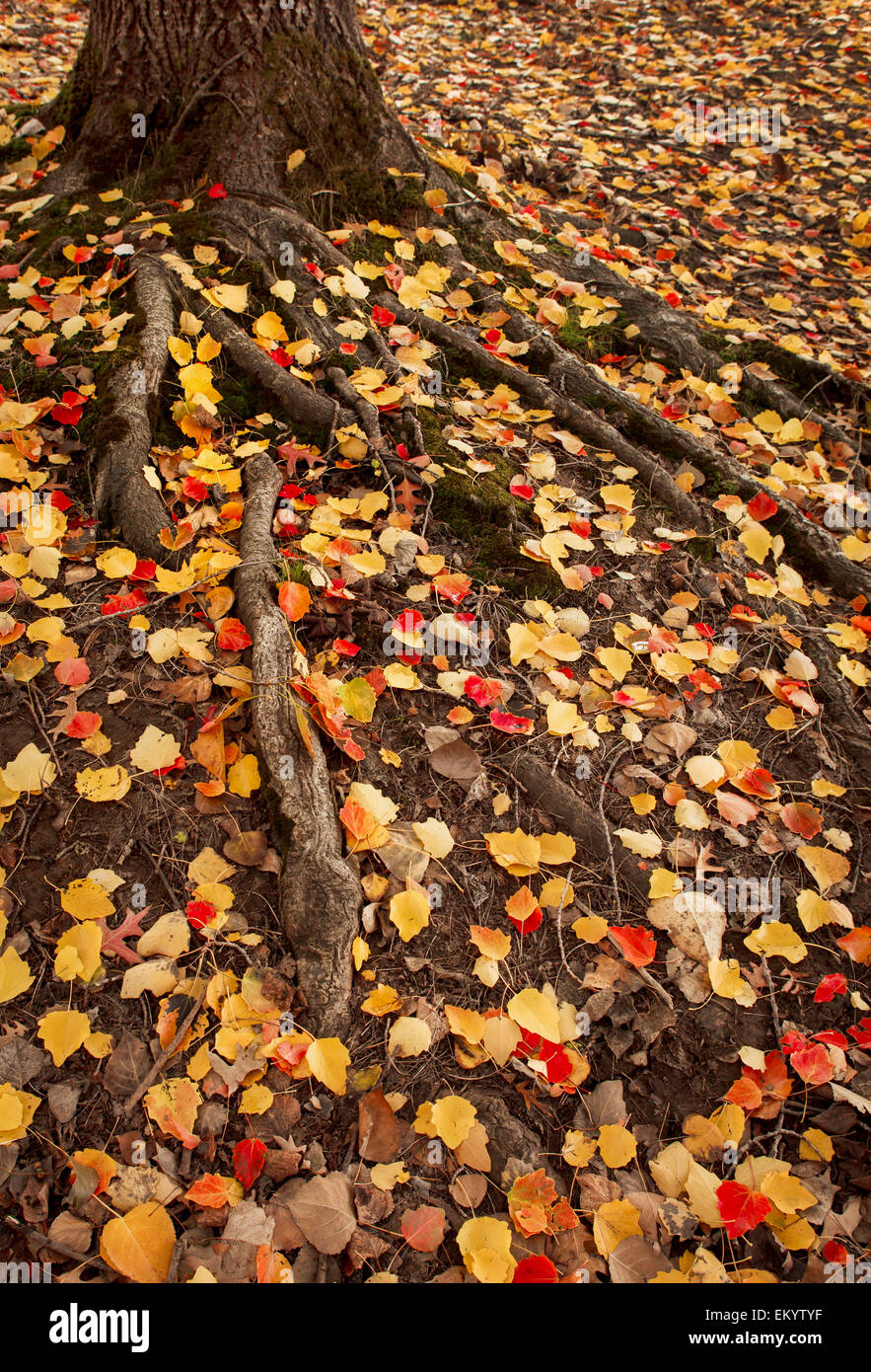 Scattered tree roots hi-res stock photography and images - Alamy