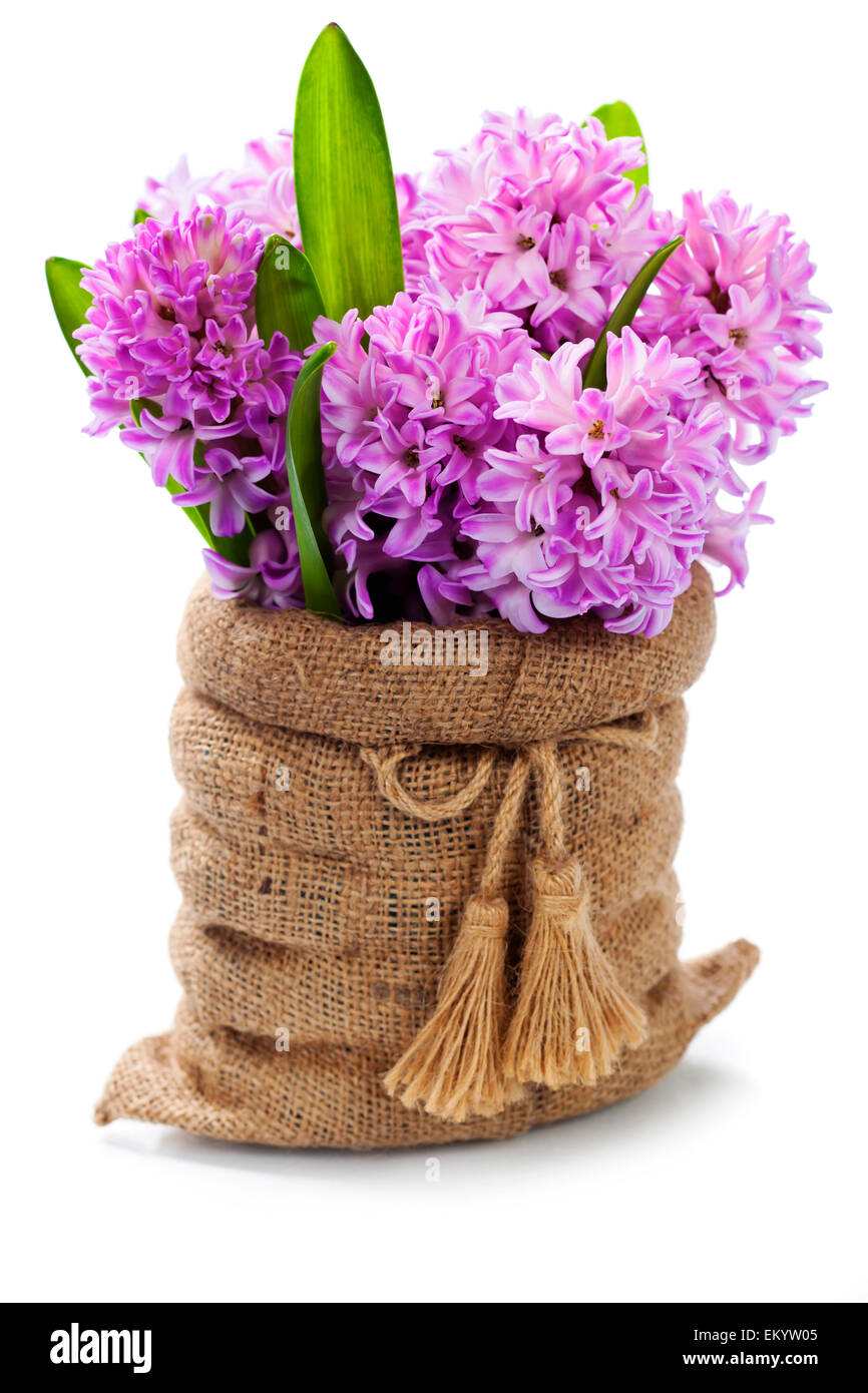 Beautiful flower in macro Cut Out Stock Images & Pictures - Alamy