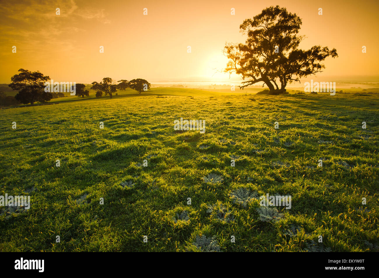 Clare valley australia hi-res stock photography and images - Alamy