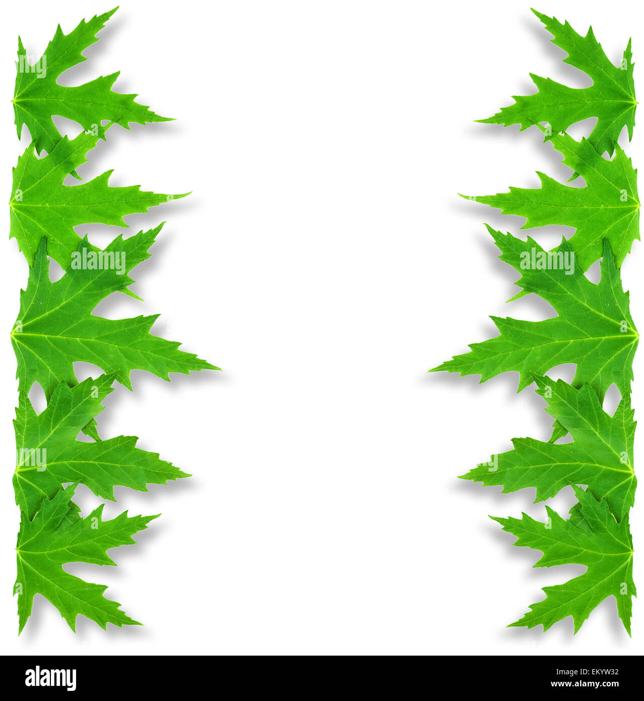Square frame of leaf hi-res stock photography and images - Alamy