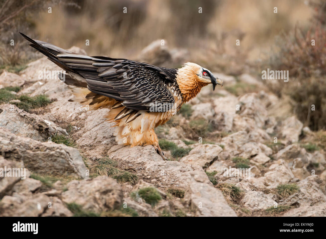 Bearded Vulture (Gypaetus barbatus) sitting, rocky terrain, Pyrenees ...