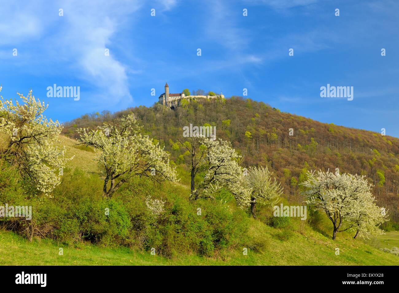 Sweet Cherry tree (Prunus avium), Teck castle, Swabian Alb Biosphere ...