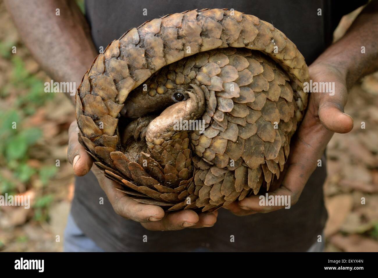 Long-tailed pangolin (Phataginus tetradactyla) in the hands of a ...