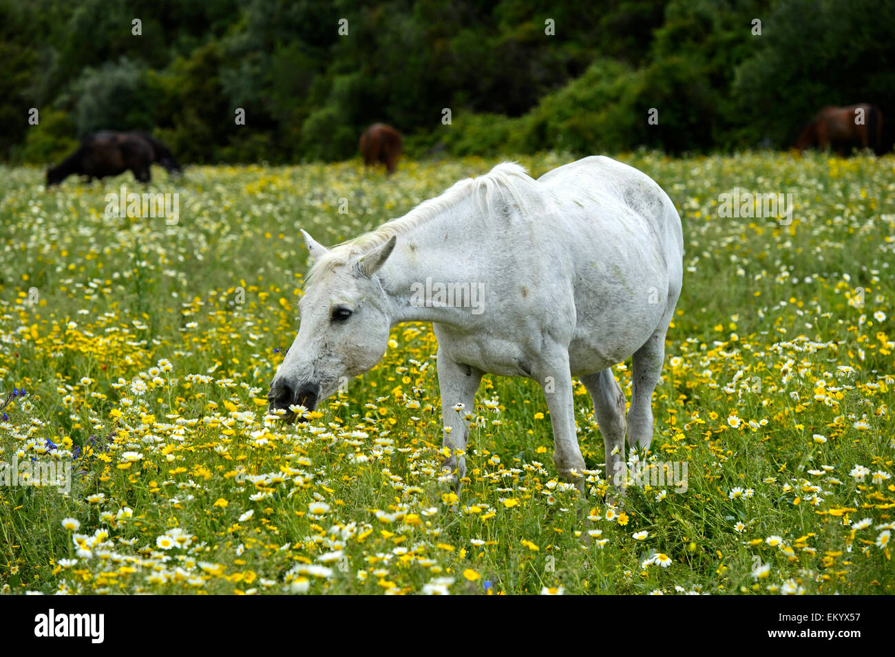 Pregnant Arabian mare grazing on a flower-covered meadow, Andalucía ...