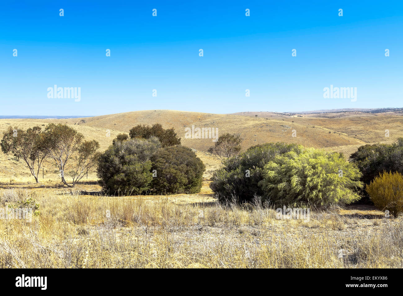 Australian bush skyline hi-res stock photography and images - Alamy