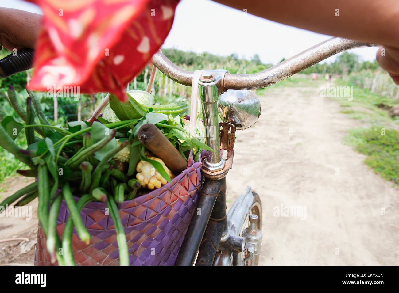A bicycle with a basket full of fresh produce; Aceh Province, Indonesia ...