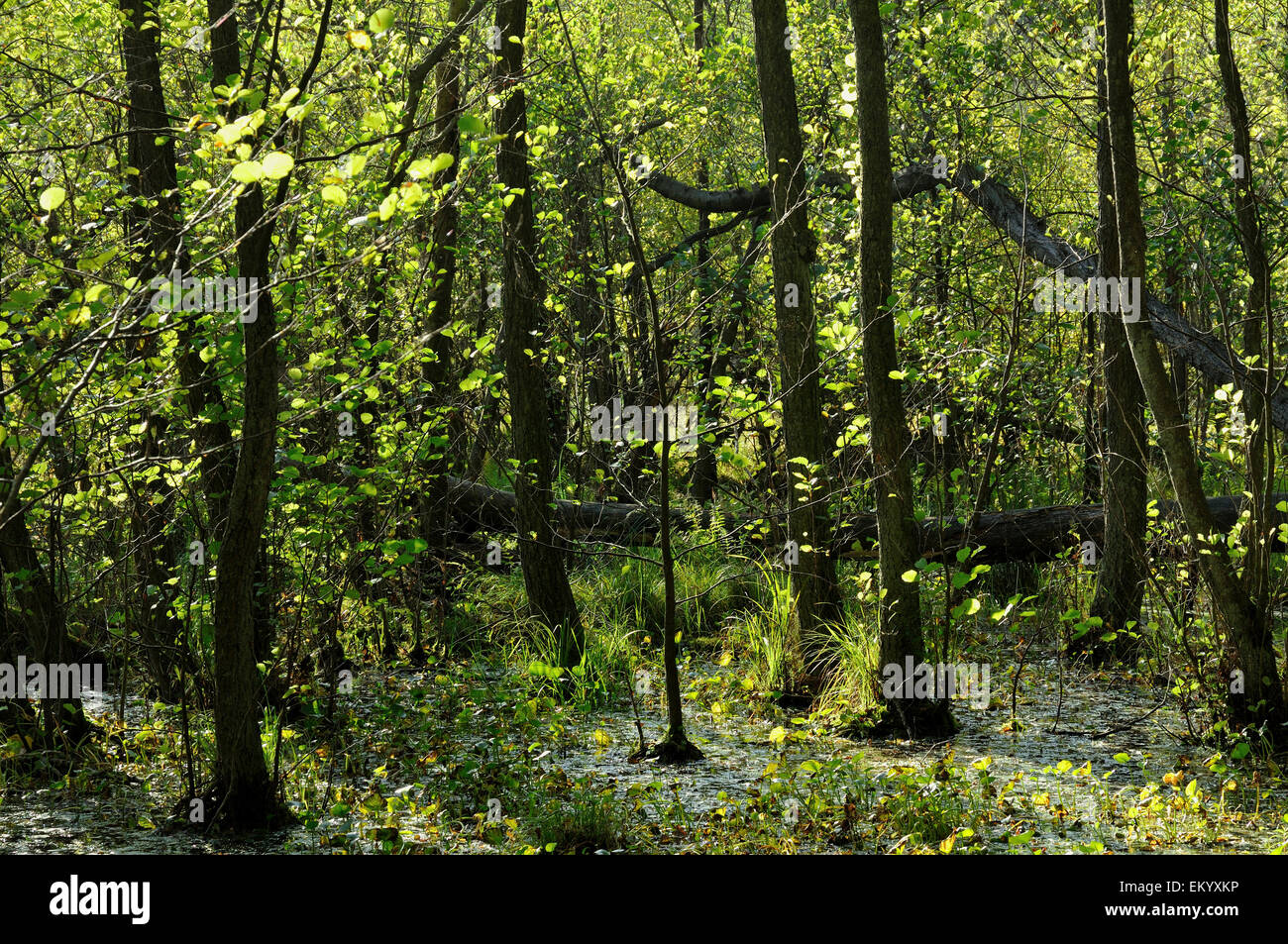 Alder swamp the Müritz National Park, Serrahn area, Mecklenburg-Western ...