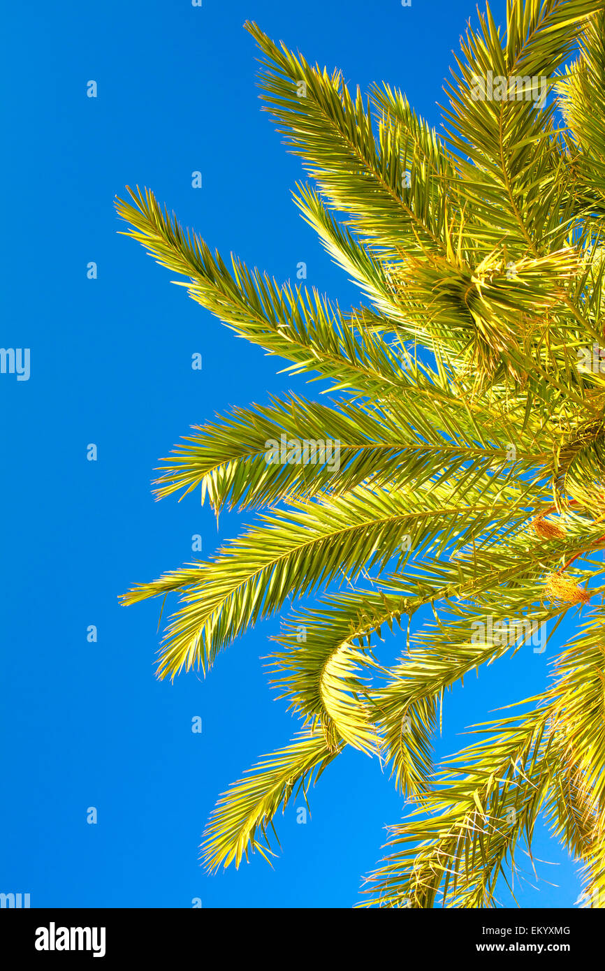 Palm brunch with sky Stock Photo - Alamy
