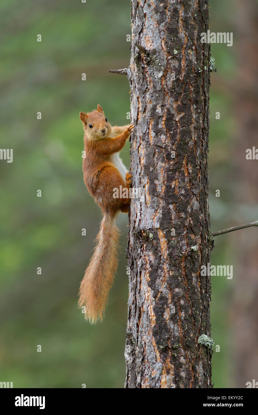 Squirrel (Sciurus vulgaris) at pine trunk, Norway Stock Photo - Alamy