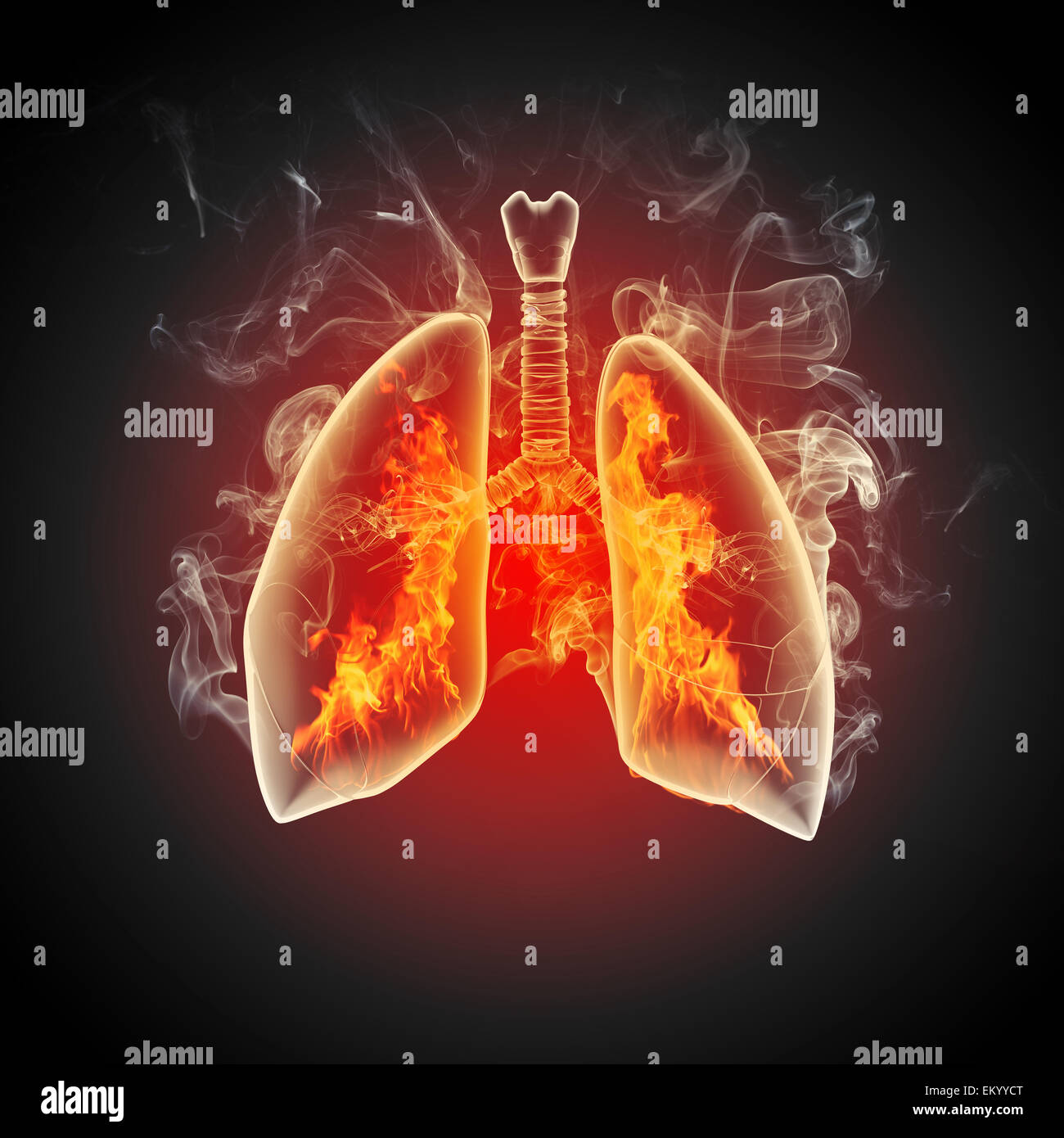 Schematic illustration of human lungs Stock Photo - Alamy Schematic illustration of human lungs Stock Photo - Alamy