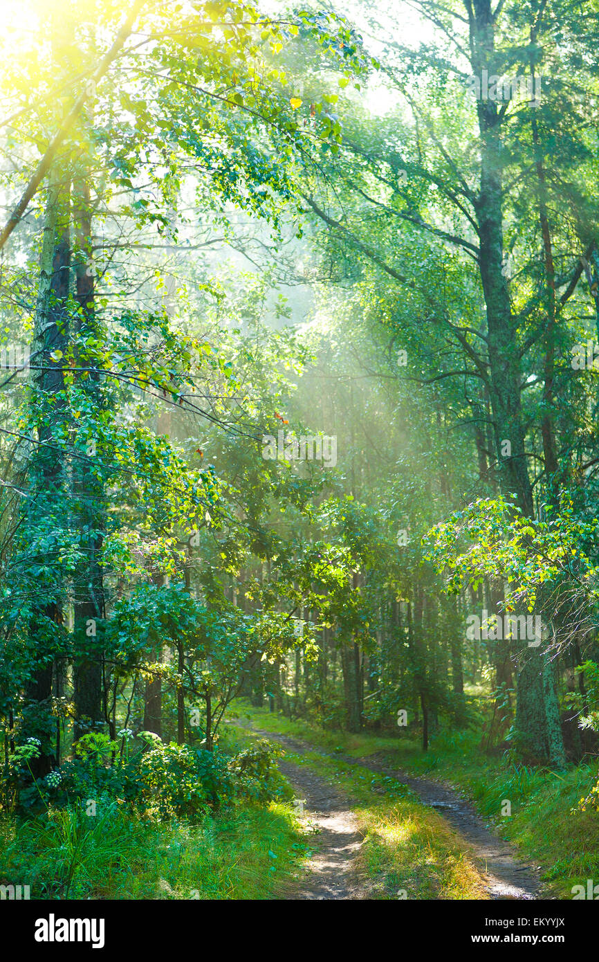 Track in shadow hi-res stock photography and images - Alamy