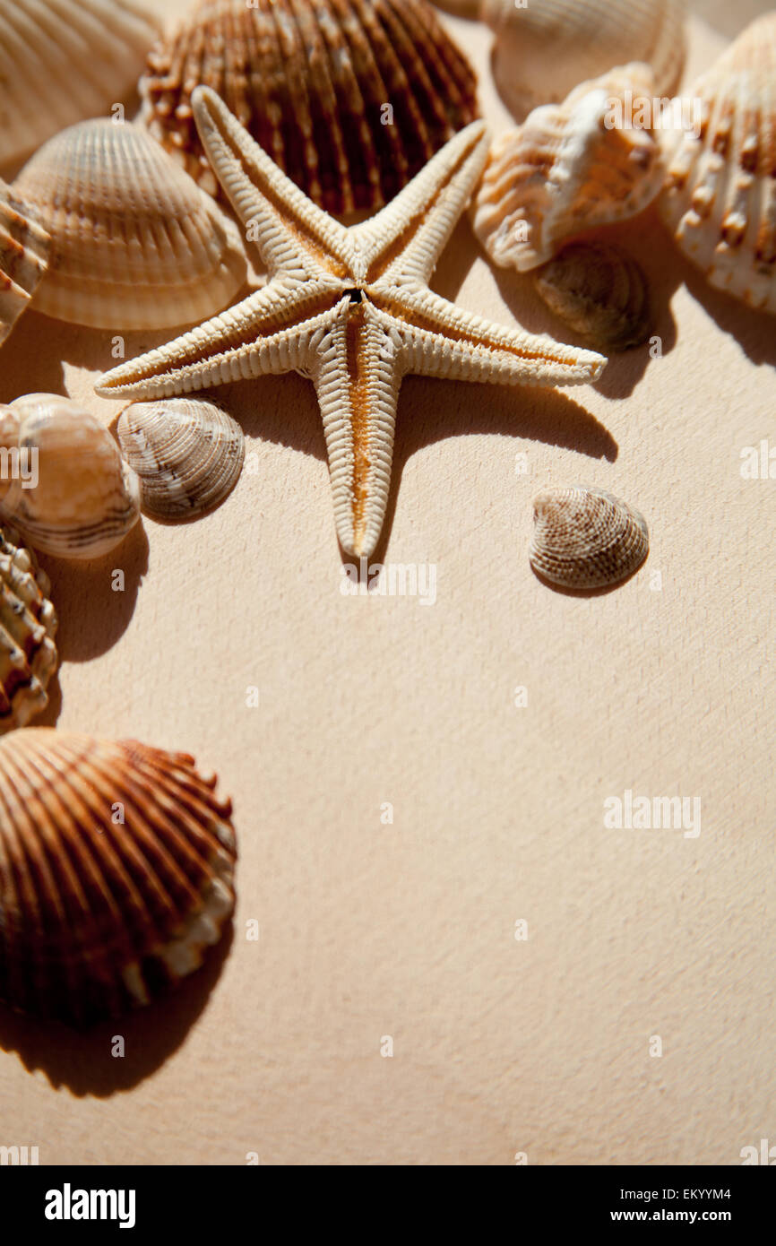 sea shells and star Stock Photo - Alamy