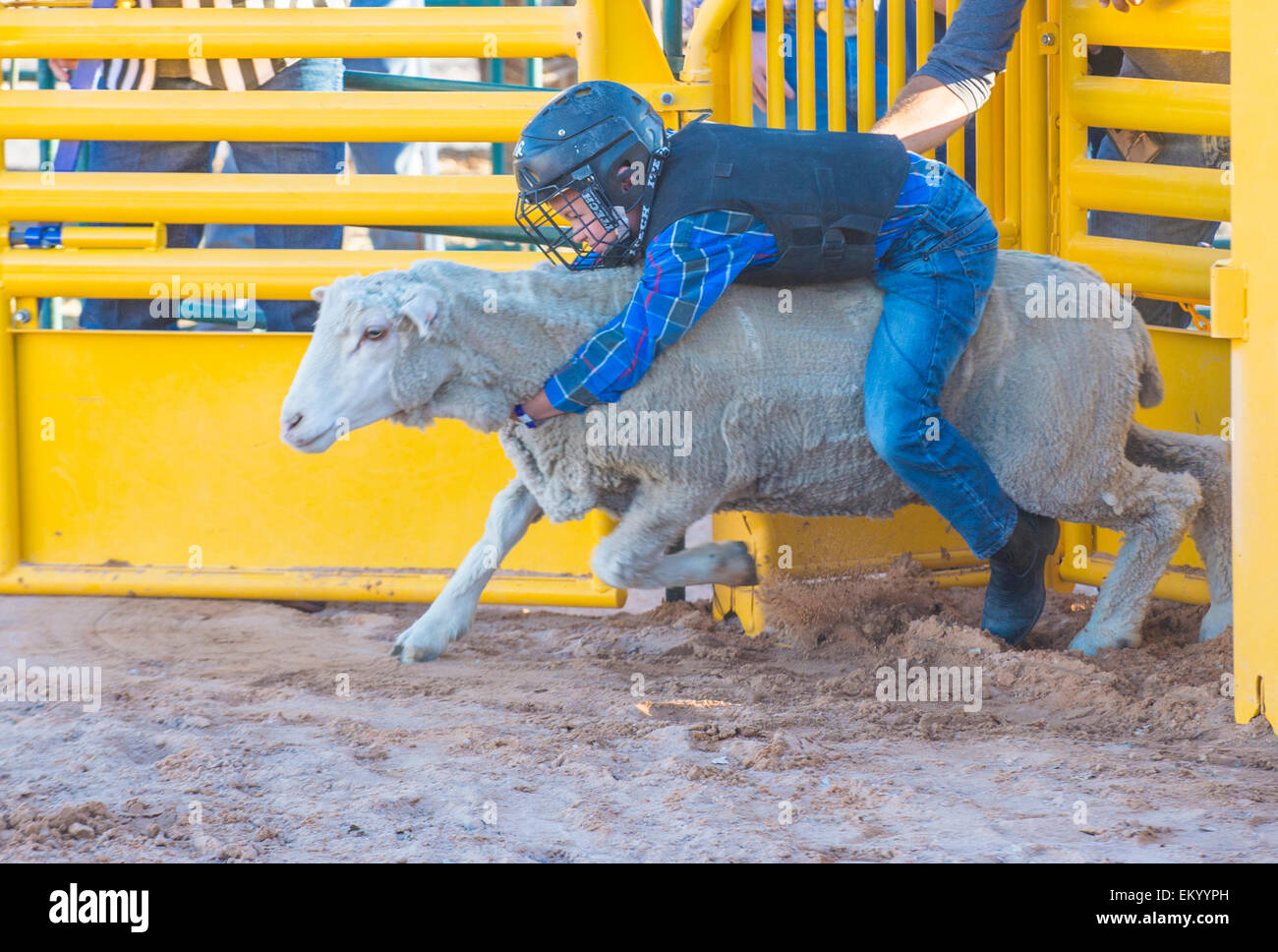 Boy riding on a sheep during a Mutton Busting contest at the Clark ...