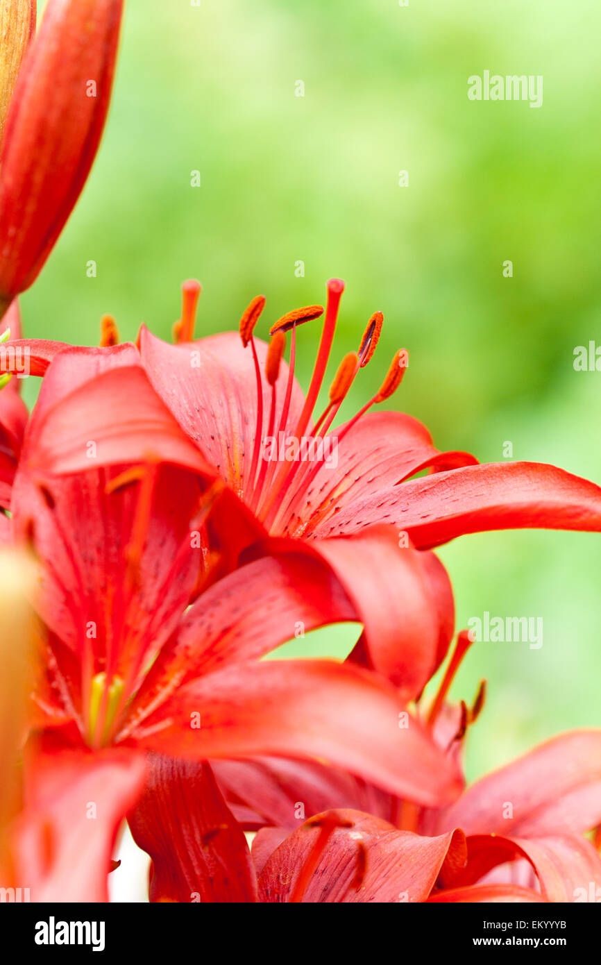 red lilly flowers with water drops Stock Photo - Alamy