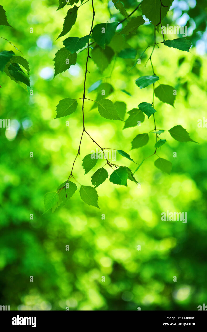 green fresh branch of birch tree Stock Photo - Alamy