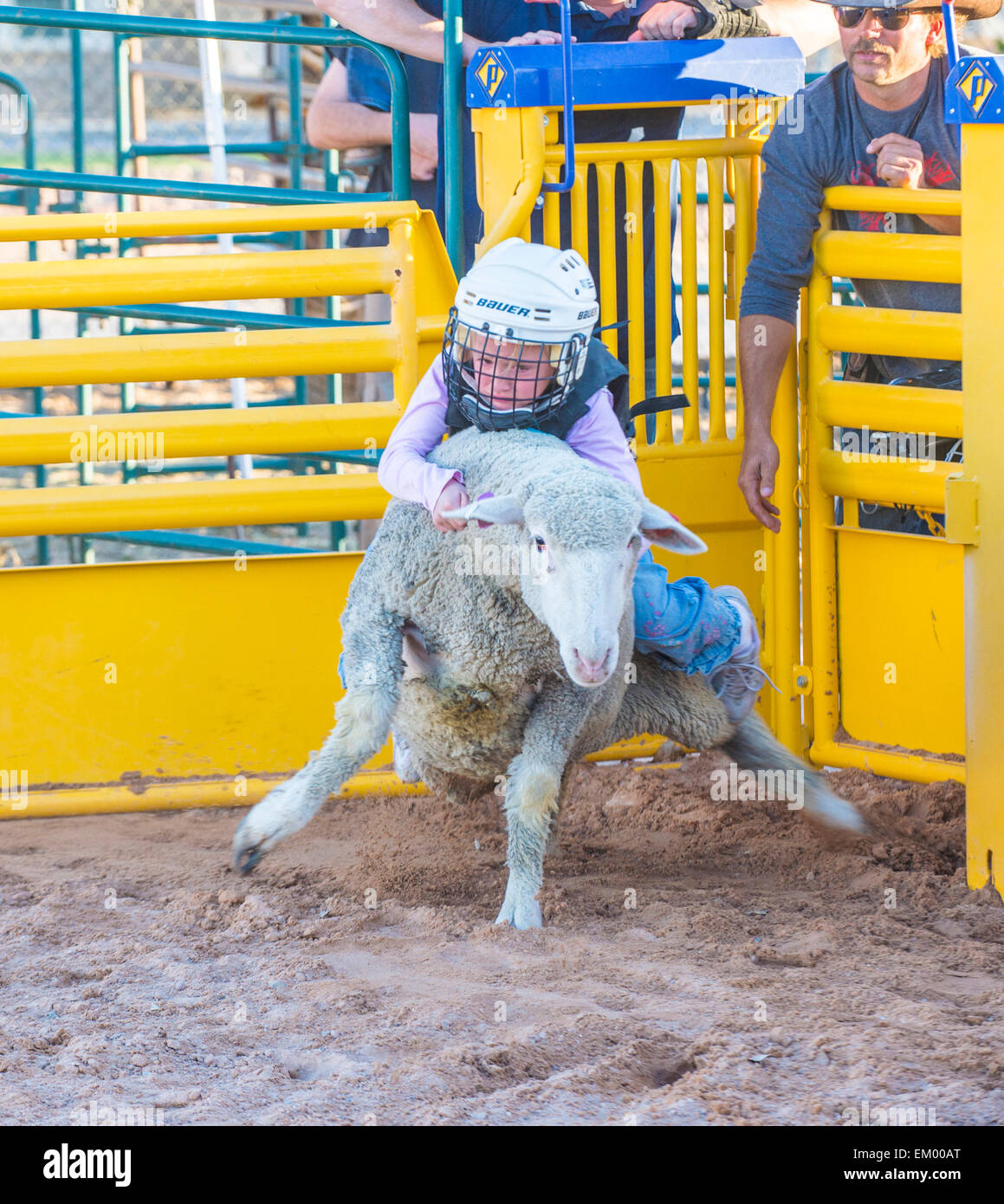 A boy riding on a sheep during a Mutton Busting contest at the Clark ...