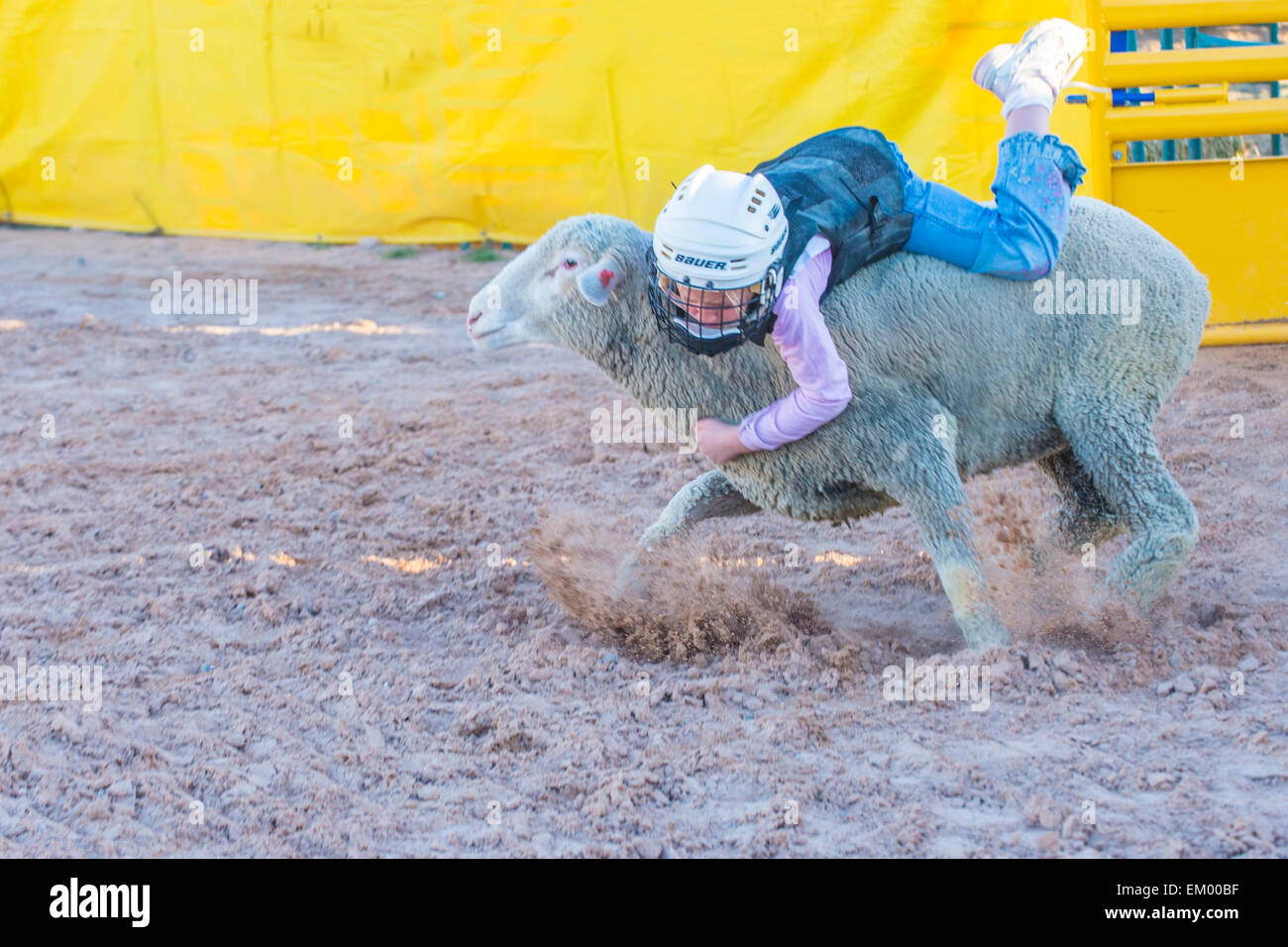 A boy riding on a sheep during a Mutton Busting contest at the Clark ...