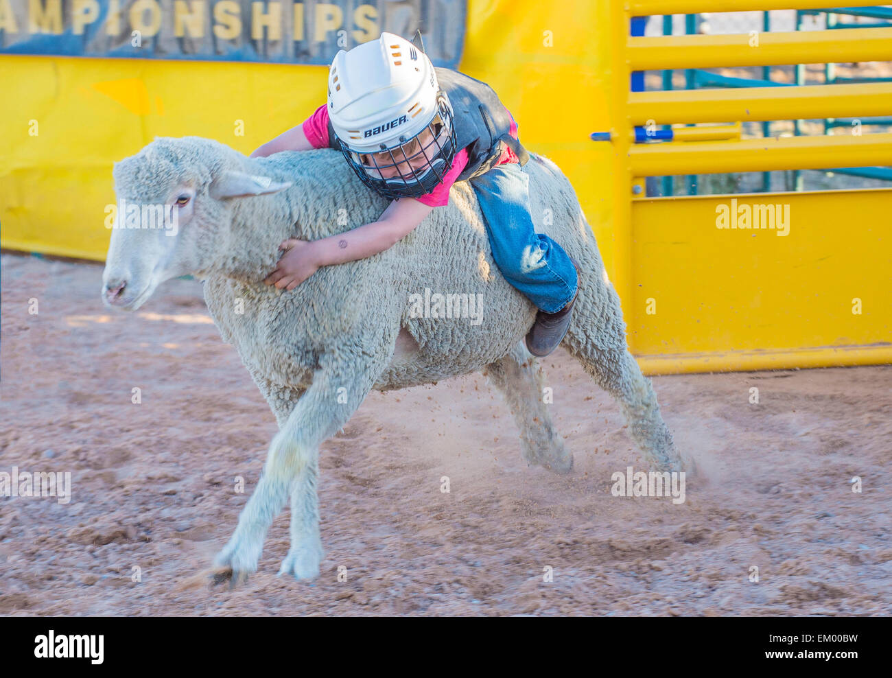 A boy riding on a sheep during a Mutton Busting contest at the Clark ...